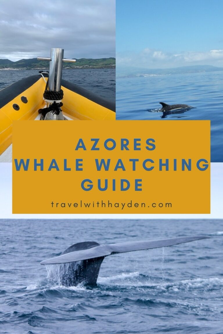 Azores Whale Watching Guide-The Best Whale Watching in Azores