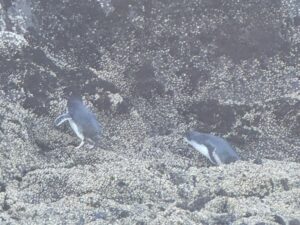 Sea Kayaking in Akaroa, New Zealand with Pohatu Penguins 2025