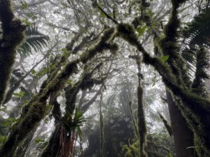 Complete Saba Travel Guide: Tips for Visiting Saba Island, Caribbean